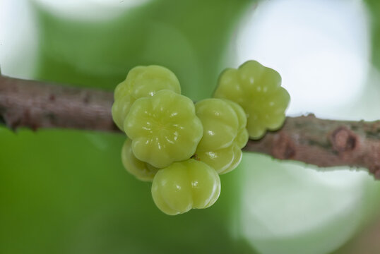 Bangkiling Bilder – Durchsuchen 8 Archivfotos, Vektorgrafiken und ...