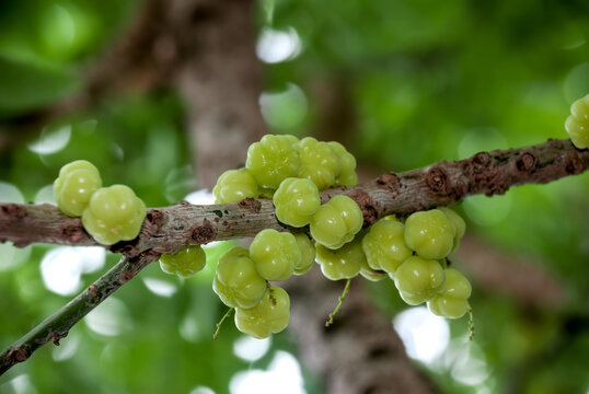 Bangkiling Immagini - Sfoglia 9 foto, vettoriali e video Stock | Adobe ...