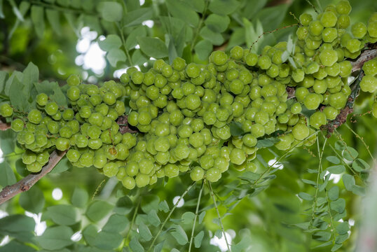 Bangkiling Images – Browse 8 Stock Photos, Vectors, and Video | Adobe Stock