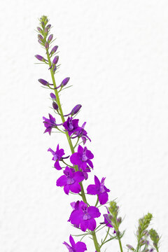 รูปภาพSporn – เลือกดูภาพถ่ายสต็อก เวกเตอร์ และวิดีโอ1,508 | Adobe Stock