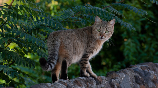 「Tigerkatze」の写真素材 | 1,171件の無料イラスト画像 | Adobe Stock