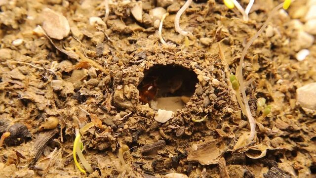 "Ant House" Images – Browse 293 Stock Photos, Vectors, and Video ...