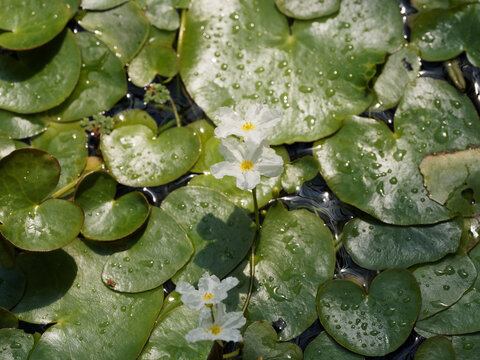 Nymphoides Images – Browse 989 Stock Photos, Vectors, and Video | Adobe Stock