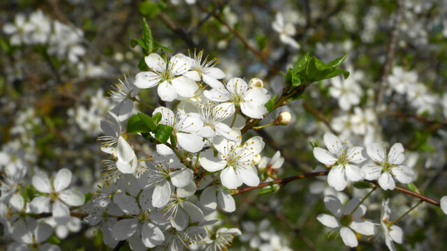 Fruit-Tree Images – Browse 3,241 Stock Photos, Vectors, and Video ...