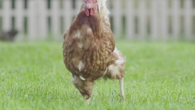 Hen Video Footage – Browse 36,799 HD Stock Video and Footage | Adobe Stock