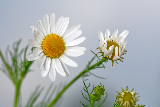 「Maruna」の写真素材 | 45件の無料イラスト画像 | Adobe Stock