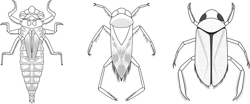 Water Boatman Drawing
