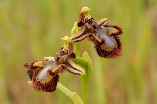 รูปภาพOrchitis – เลือกดูภาพถ่ายสต็อก เวกเตอร์ และวิดีโอ7,072 | Adobe Stock