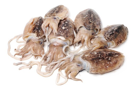 รูปภาพCuttlefishes – เลือกดูภาพถ่ายสต็อก เวกเตอร์ และวิดีโอ52,349 ...