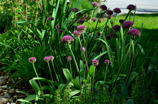 Ostara Images – Browse 2,152 Stock Photos, Vectors, and Video | Adobe Stock