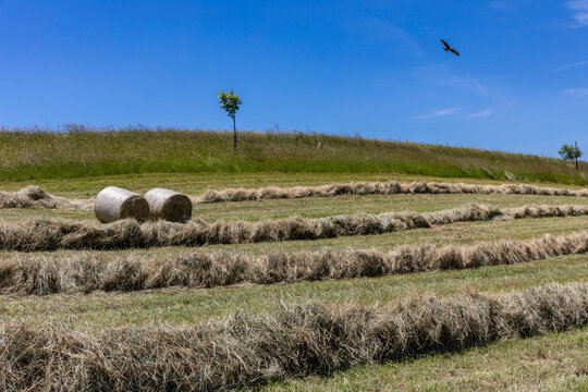 Heuen Bilder – Durchsuchen 225 Archivfotos, Vektorgrafiken und Videos ...