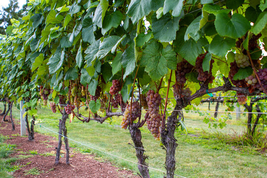 Grapevine Images – Browse 1,476,120 Stock Photos, Vectors, and Video ...