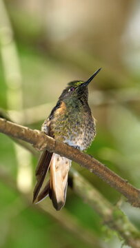 รูปภาพGuango – เลือกดูภาพถ่ายสต็อก เวกเตอร์ และวิดีโอ228 | Adobe Stock