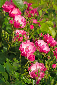 รูปภาพBuschrose – เลือกดูภาพถ่ายสต็อก เวกเตอร์ และวิดีโอ283 | Adobe Stock