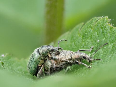 Kopulation 이미지 – 찾아보기 822 스톡 사진, 벡터 및 비디오 | Adobe Stock