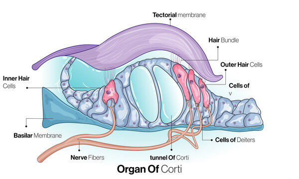 Organ Of Corti Diagram