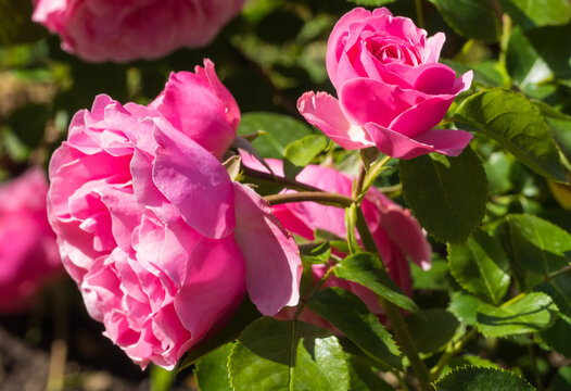 รูปภาพBuschrosen – เลือกดูภาพถ่ายสต็อก เวกเตอร์ และวิดีโอ156 | Adobe Stock