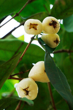 「Pommecythere」の画像 - 958 件の Stock 写真、ベクターおよびビデオ | Adobe Stock