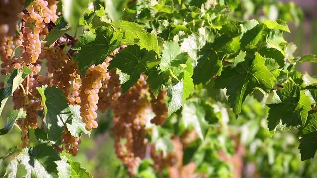 รูปภาพVidal – เลือกดูภาพถ่ายสต็อก เวกเตอร์ และวิดีโอ535 | Adobe Stock