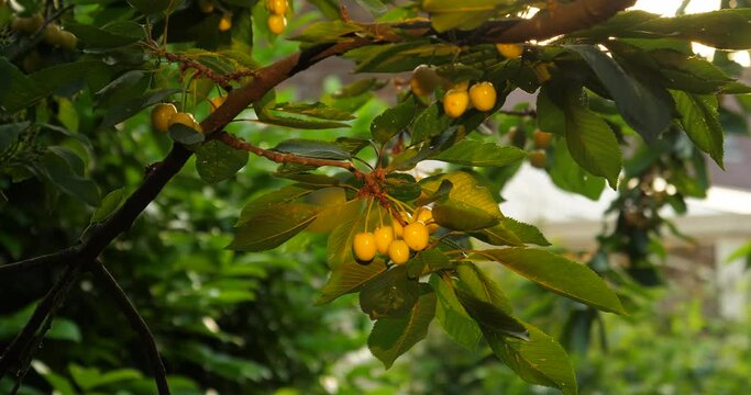 "Yellow Cherries" Images – Browse 324 Stock Photos, Vectors, and Video ...