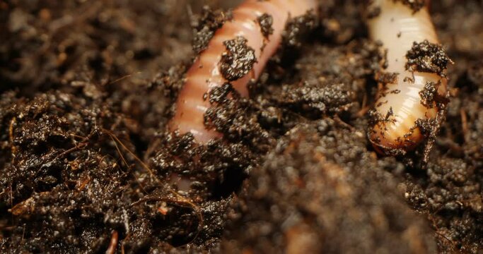 Lombric Images – Parcourir 24,592 le catalogue de photos, vecteurs et ...