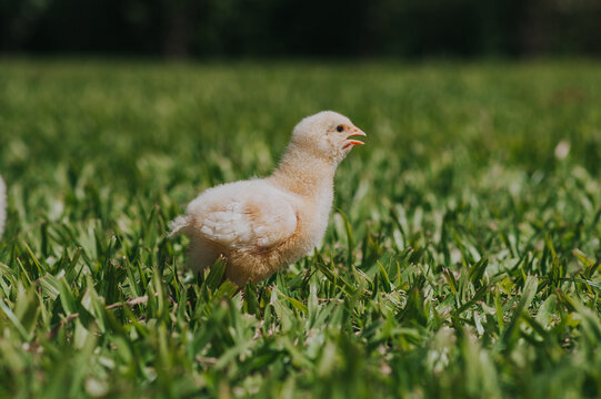 Pollito bilder – Bläddra bland 506 stockfoton, vektorer och videor ...