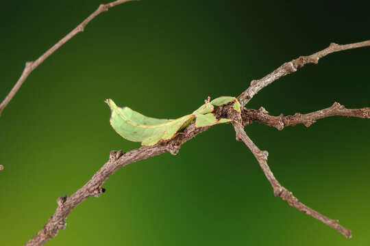 รูปภาพPhyllidae – เลือกดูภาพถ่ายสต็อก เวกเตอร์ และวิดีโอ2,638 | Adobe Stock
