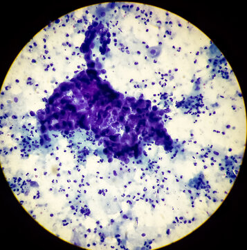 Lsil Images – Browse 54 Stock Photos, Vectors, and Video | Adobe Stock