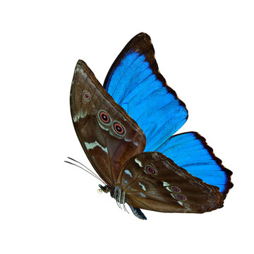 Blue Emperor Butterfly