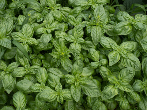 961,674 BÄSTA Odling BILDER, STOCKFOTON OCH VEKTORBILDER | Adobe Stock