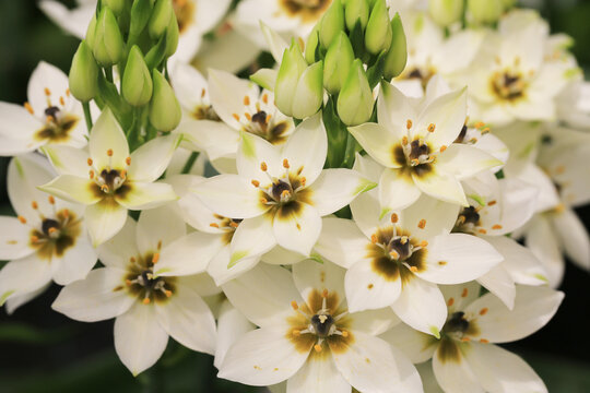 Wonder-Flower Bilder – Durchsuchen 232 Archivfotos, Vektorgrafiken und ...