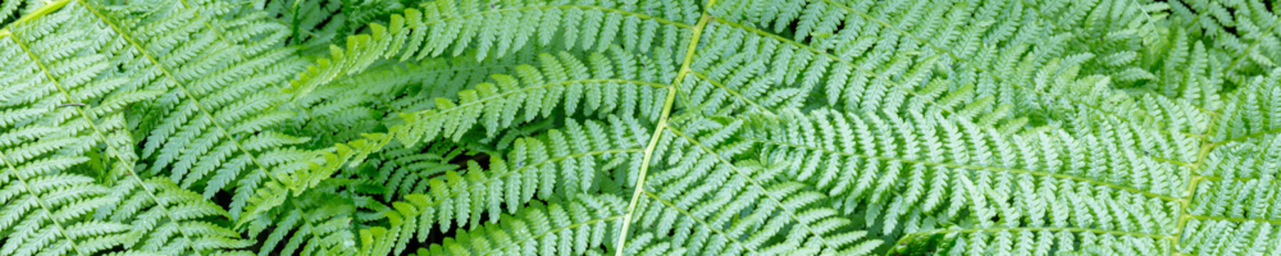 Pteridopsida bilder – Bläddra bland 1,692 stockfoton, vektorer och ...