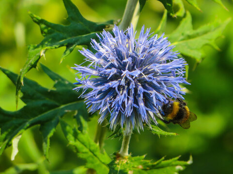 Distelarten-Bilder: Stock-Fotos & -Videos. | Adobe Stock