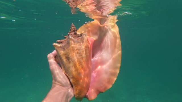 Conch-Shell Images – Parcourir 112,759 le catalogue de photos, vecteurs ...