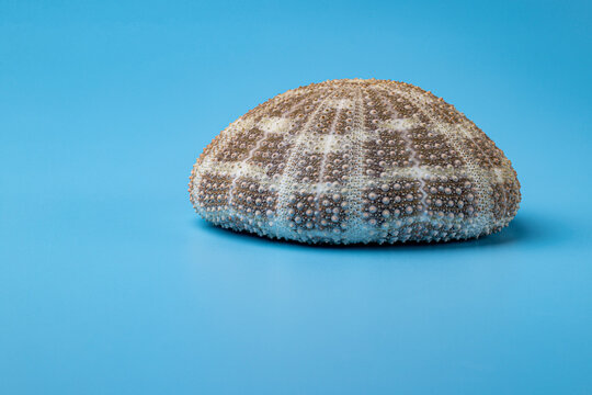 Seeigelskelett Bilder – Durchsuchen 275 Archivfotos, Vektorgrafiken und ...