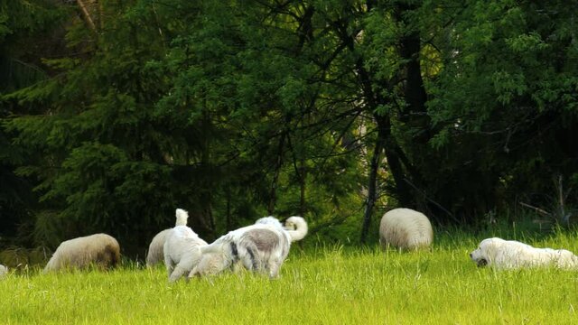 "Group Of Dogs" Images – Browse 1,349 Stock Photos, Vectors, and Video ...