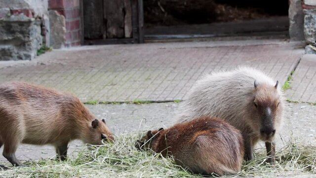 รูปภาพKapybara – เลือกดูภาพถ่ายสต็อก เวกเตอร์ และวิดีโอ163 | Adobe Stock
