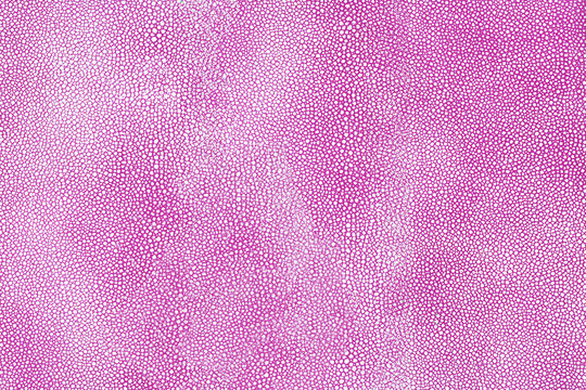 "Hot Pink Background" Images – Browse 96 Stock Photos, Vectors, and ...