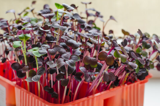 Chango Images – Parcourir 1,017 le catalogue de photos, vecteurs et ...