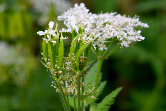 Myrre Bilder – Durchsuchen 3,977 Archivfotos, Vektorgrafiken und Videos ...