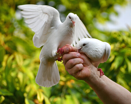 Zuchttauben-Bilder: Stock-Fotos & -Videos. | Adobe Stock