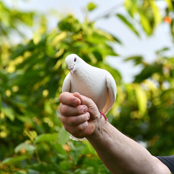 Zuchttauben-Bilder: Stock-Fotos & -Videos. | Adobe Stock