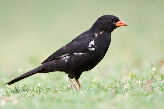 Buffalo-Weaver Images – Browse 104 Stock Photos, Vectors, and Video ...