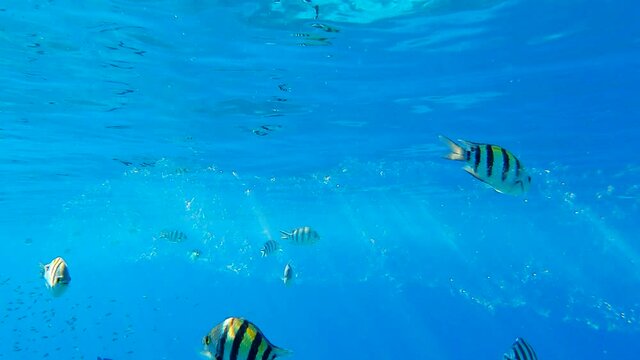 Obrázky Pyrosomida – procházejte fotografie, vektory a videa 66 | Adobe ...