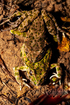 Amplexo Images – Browse 16 Stock Photos, Vectors, and Video | Adobe Stock