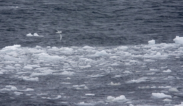 "Snow Petrel" Bilder – Durchsuchen 145 Archivfotos, Vektorgrafiken und ...