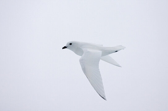 "Snow Petrel" Bilder – Durchsuchen 145 Archivfotos, Vektorgrafiken und ...