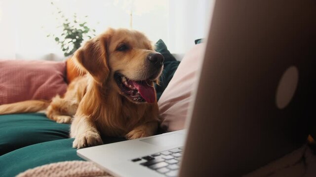 Dog On Computer Images – Browse 58,260 Stock Photos, Vectors, and Video ...