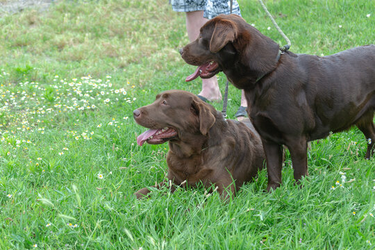 Labra Images – Parcourir 1,132 le catalogue de photos, vecteurs et ...