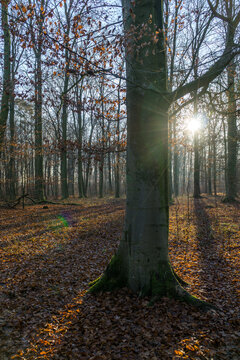 Bloated Images – Browse 16,895 Stock Photos, Vectors, and Video | Adobe ...